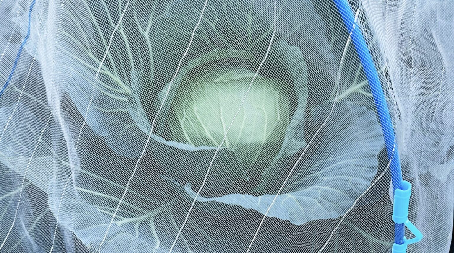 「シェア畑gardenなんばOCAT」農業体験レポート｜便利な点、不便な点をご紹介 - ナカイのブログ