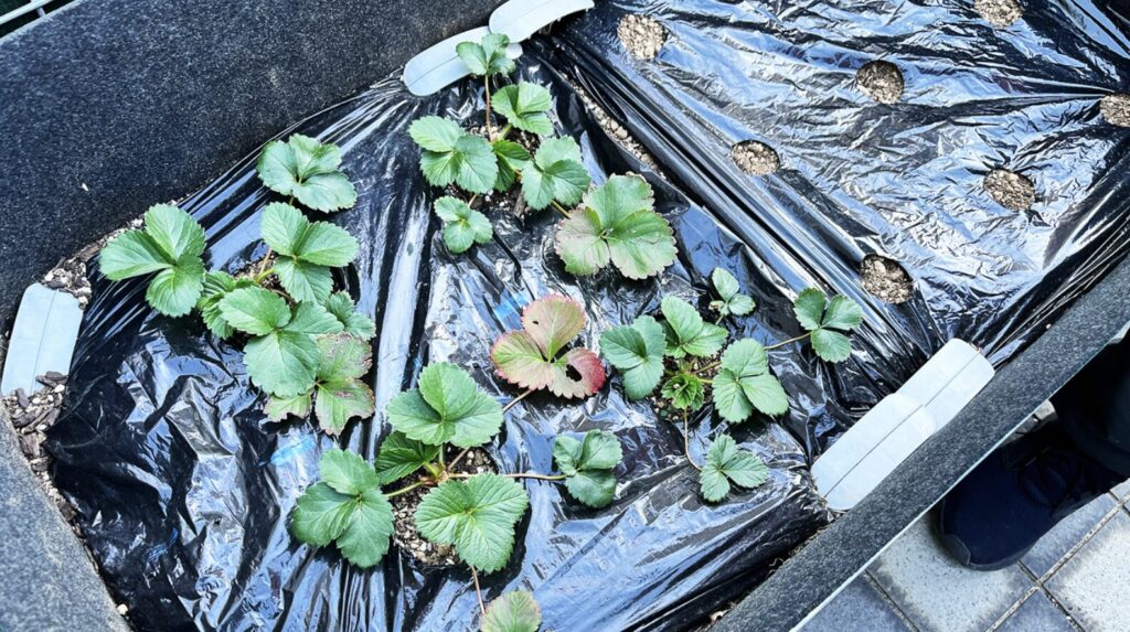 「シェア畑gardenなんばOCAT」農業体験レポート｜便利な点、不便な点をご紹介 - ナカイのブログ